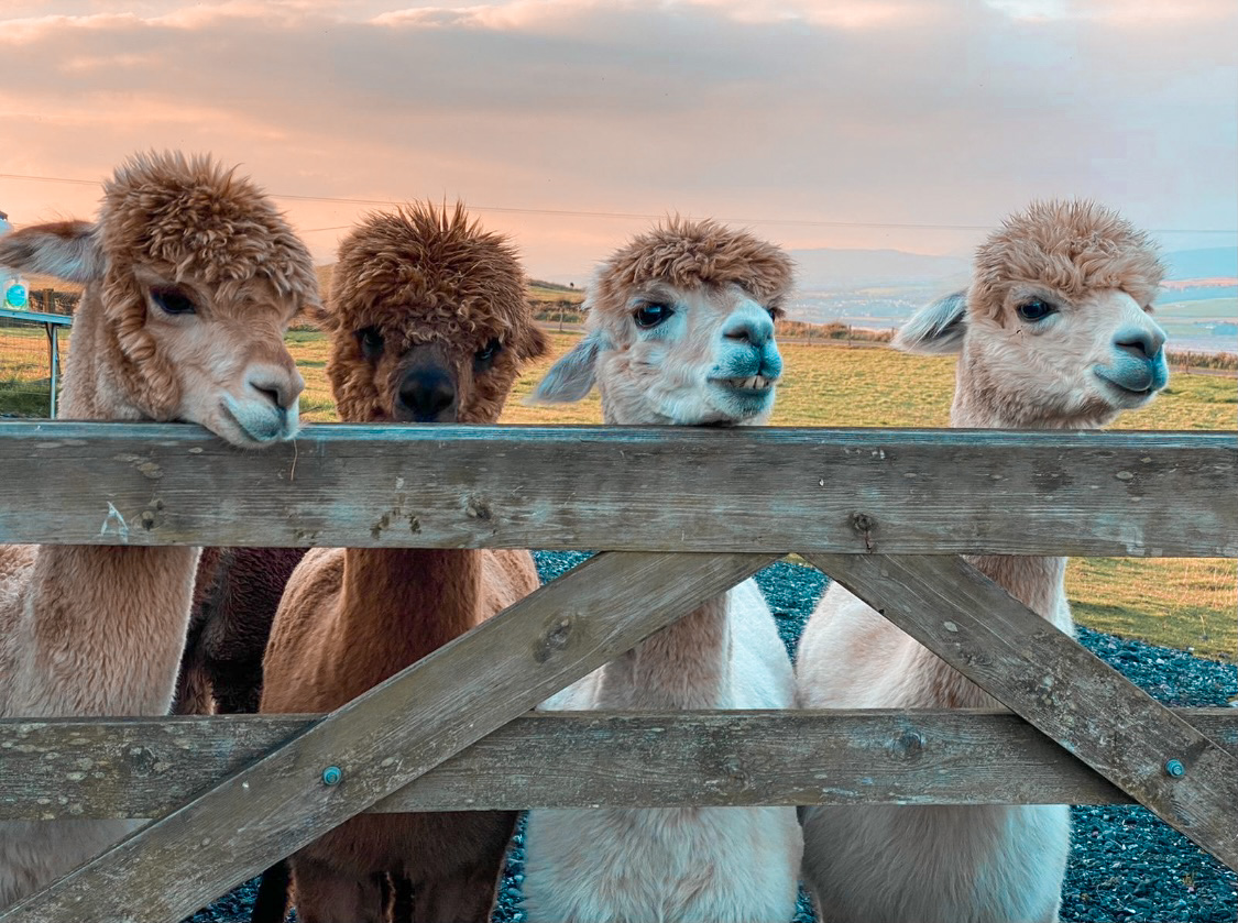 Larch Green Alpacas - Larch Green Lodges